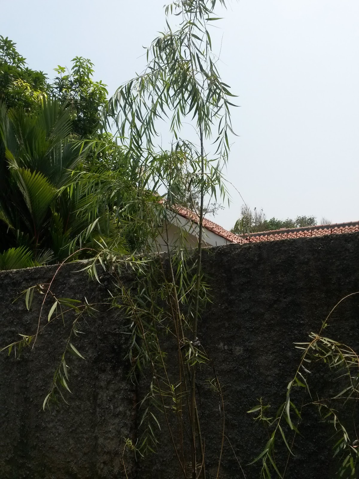 Jual pohon willow ( liang liu ) pohon pelindung sekaligus pohon ...