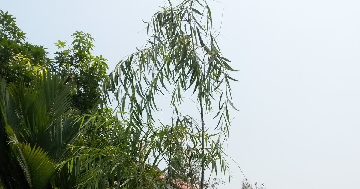 Jual pohon willow ( liang liu ) pohon pelindung sekaligus pohon ...