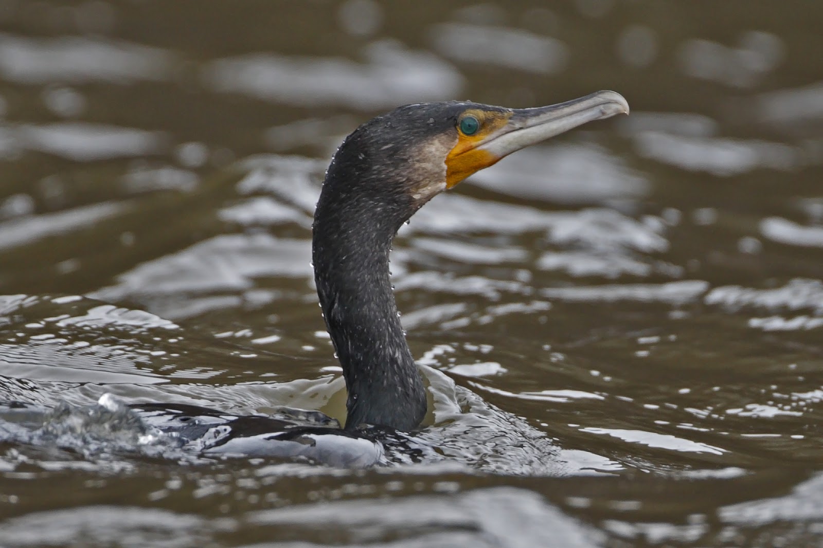 El entorno natural de La Cañada: Cormoranes, 09 noviembre 2012