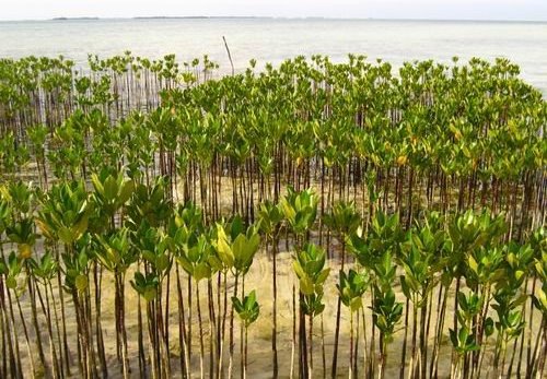 Bibit Mangrove
