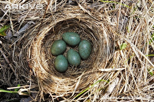 Vtáky Slovenska: júla 2014