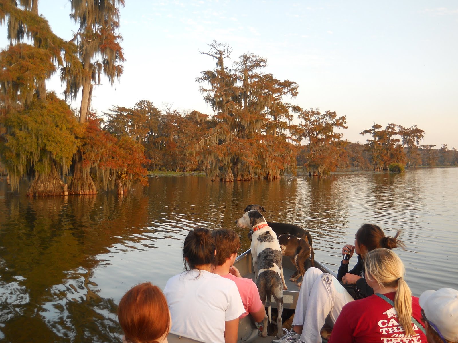Louisiana Swamp Tours: Best Swamp Tour In Louisiana