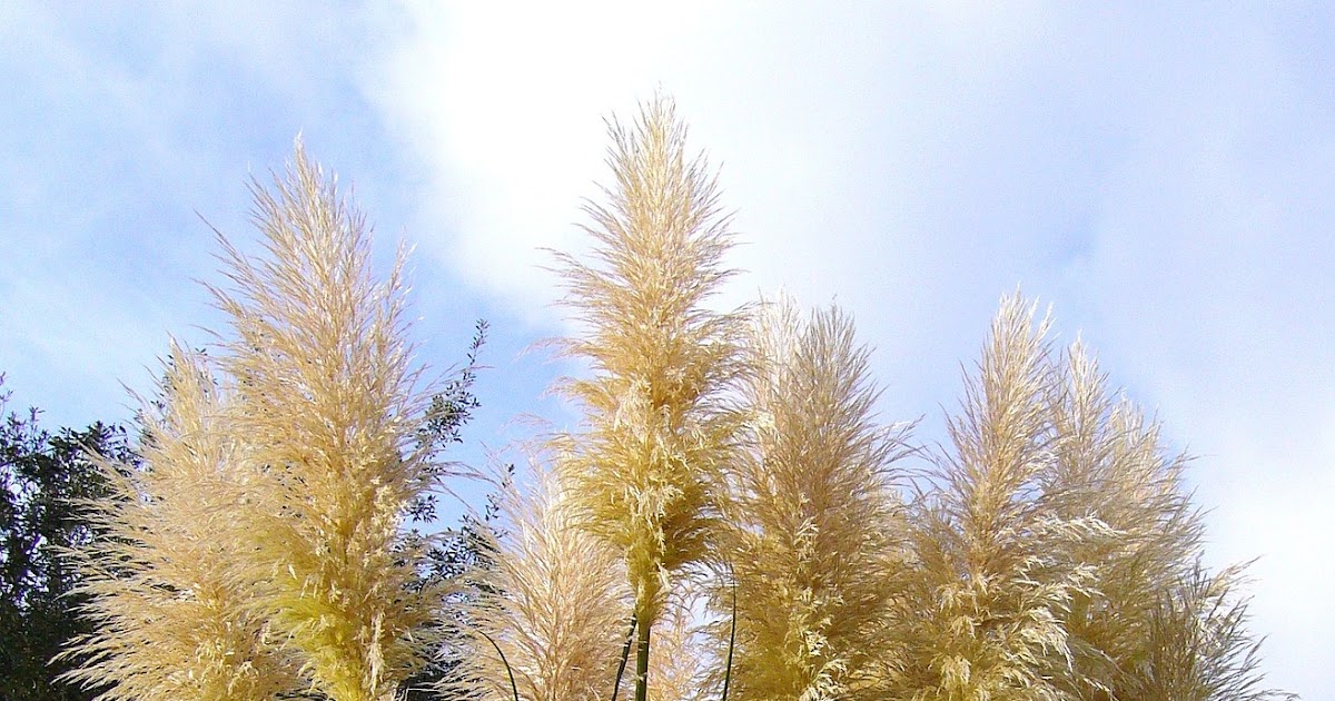 Martin and Margot Hodson's Blog: Can Phytoliths Save the World?