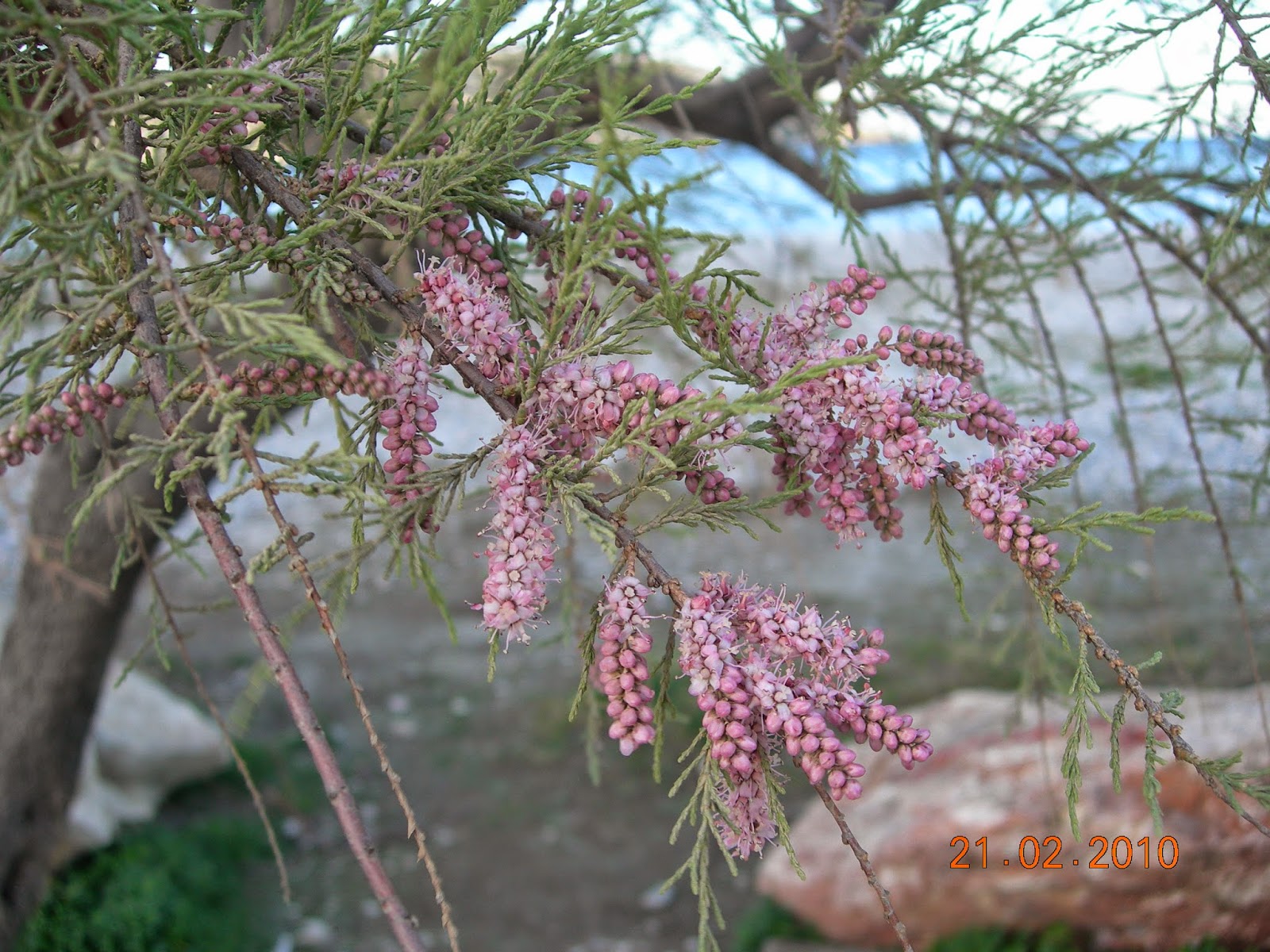 Η Χλωρίδα του Πόρτο Ράφτη (Μαρκόπουλο Μεσογαίας): Tamarix sp (Αρμυρίκι)