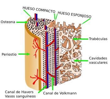 La Mitocondria: Tratado de Histología X: Tejido óseo