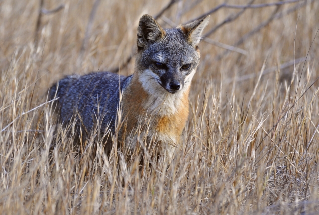 Bourbon, Bastards, and Birds.: Breaking News: Seagull Steve Describes ...