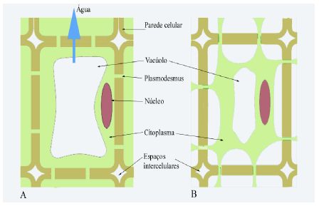 Biologia no ensino médio: 2º ano - aula 25 - Transporte através da ...