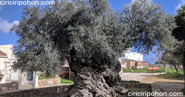 Pohon Zaitun Tertua di Dunia - Ciriciripohon.com