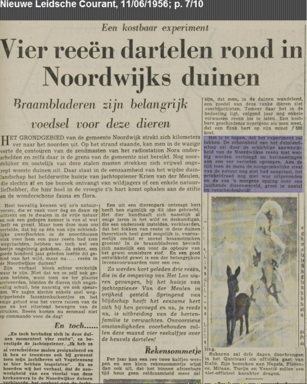 Noordwijkse Huizen: Vier Reetjes Dartelen Rond in Noordwijk