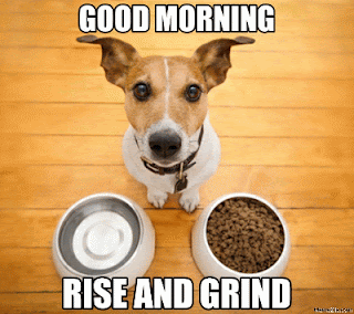 Free Good Morning Memes to make even Happier for you