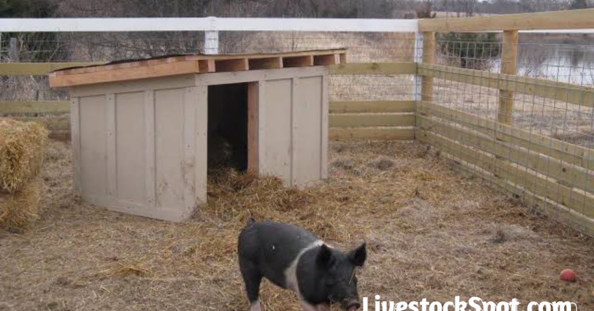 How To Take Proper Care Of A Pig Farm | LivestockSpot