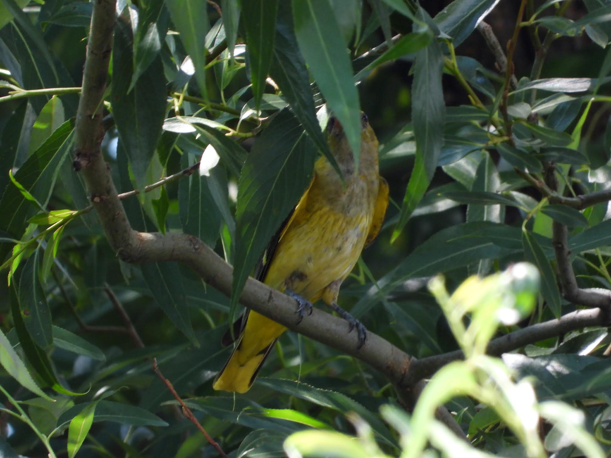 PASARI DIN ROMANIA: GRANGUR, Oriolus oriolus
