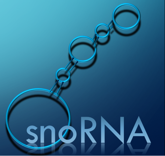 LEZIONI DI GENETICA: snoRNA: MODIFICATORI DEL NUCLEOLO