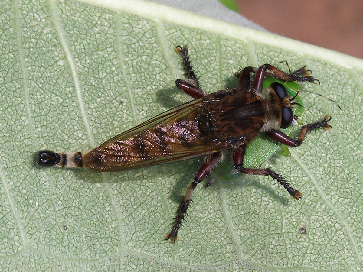 Blue Jay Barrens: Robber Fly Pestered by Flies