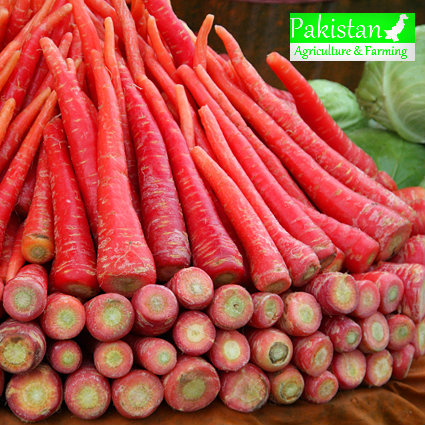 Cropping Technology (CPT) of Carrot (Daucus carota) in Pakistan ...