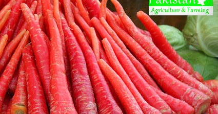 Cropping Technology (CPT) of Carrot (Daucus carota) in Pakistan ...