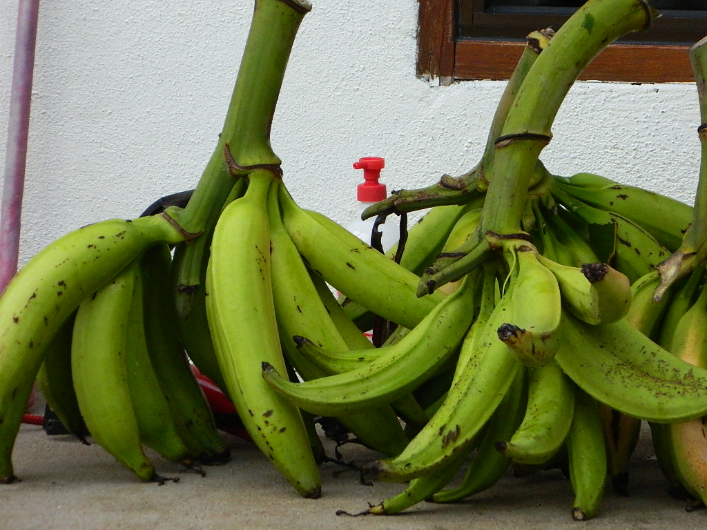 small log cabin and a little farm: My Pisang Tanduk
