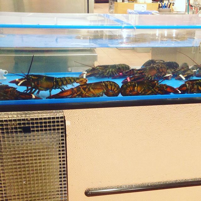 The Lair of the Silver Fox.: Lobster Tanks and the Not-So-Holy Grail