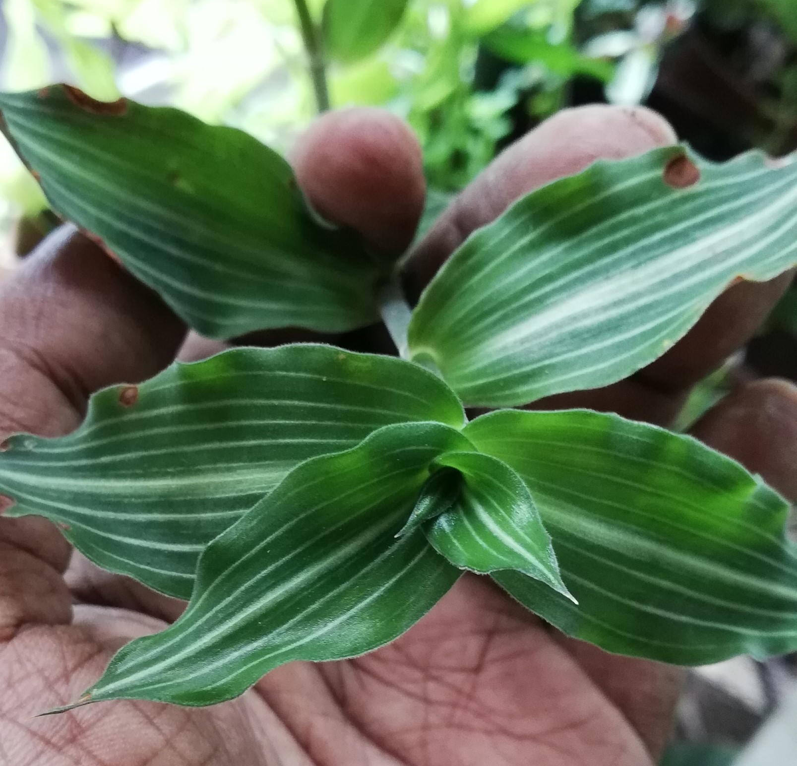 Garden Chronicles of James David: Different Types of Callisia Species