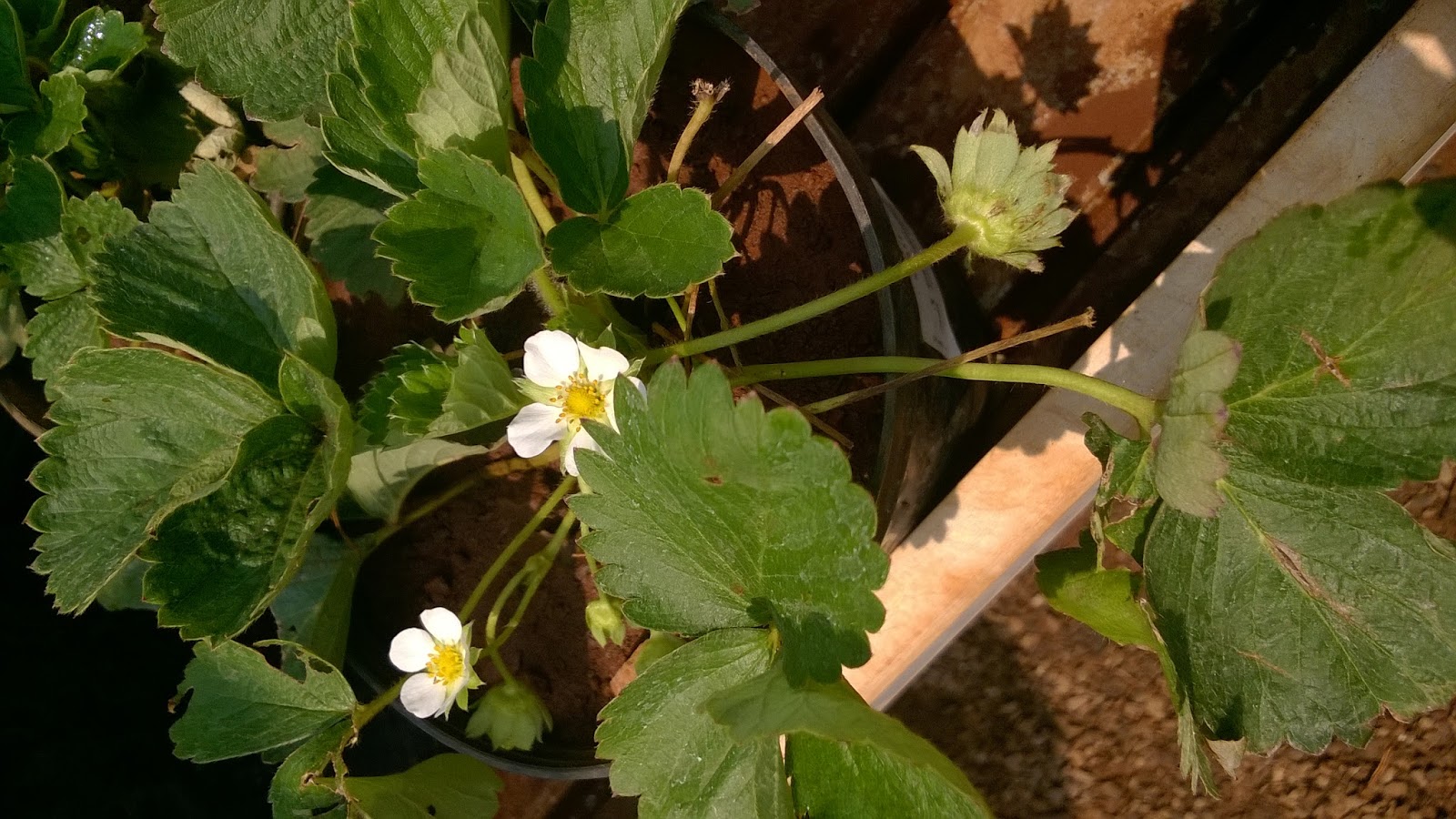 Spice of Life!: F is for strawberry!