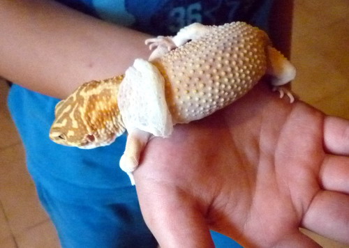 Lizard Pet Heaven -- We take care！We cherish！
