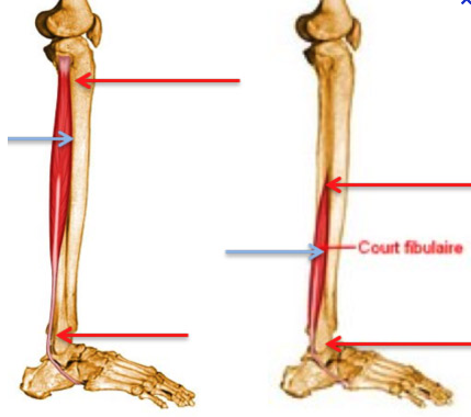 Un médecin du sport vous informe: Syndrome des loges musculaires de jambe