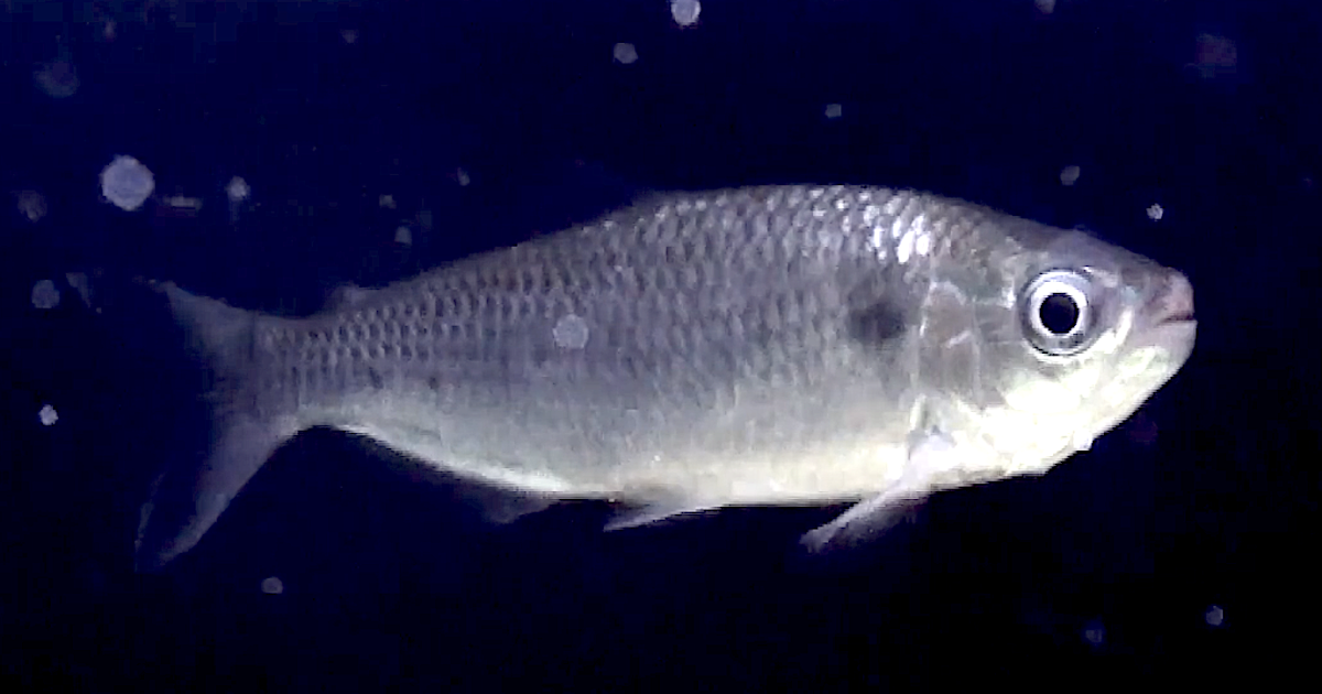 Aquarium Movies (Japan) archive 生きている魚図鑑: ブリコン sp. Brycon sp.