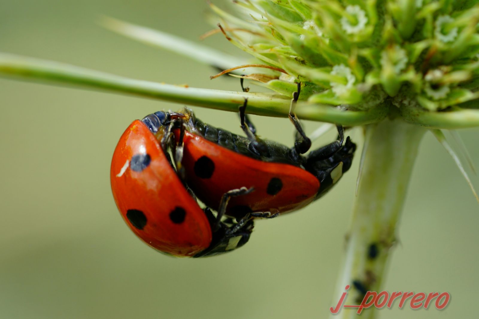 Taller de iniciación a la fotografía de insectos en la naturaleza