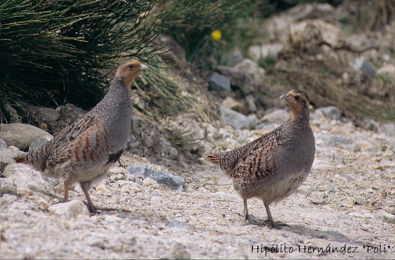 De paseo por la naturaleza: Perdiz pardilla: una joya en nuestra tierra.