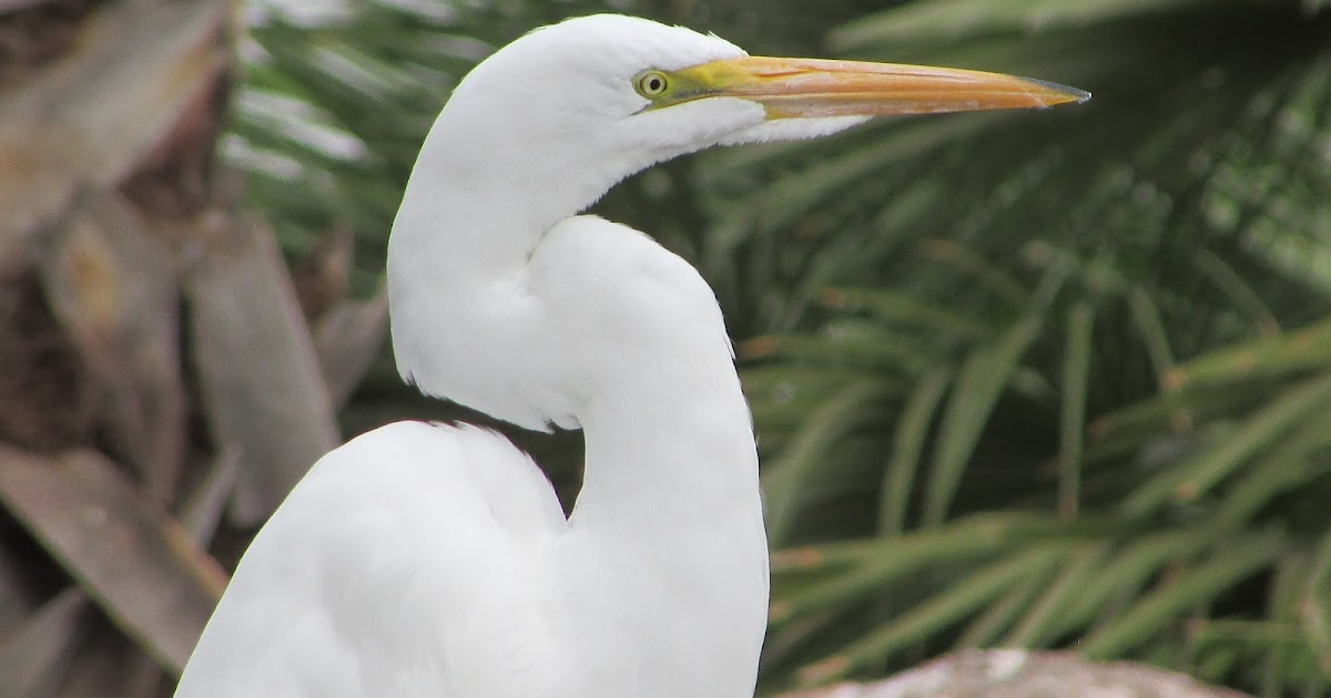 Winter Birds and the Peace of Nature