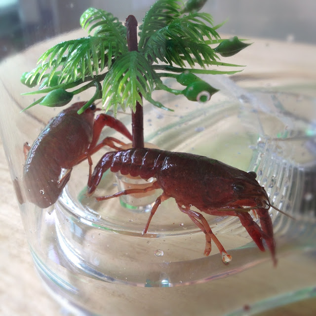 Piggy Land | Singapore Lifestyle Blog : {Hobby} My Mini Lobster