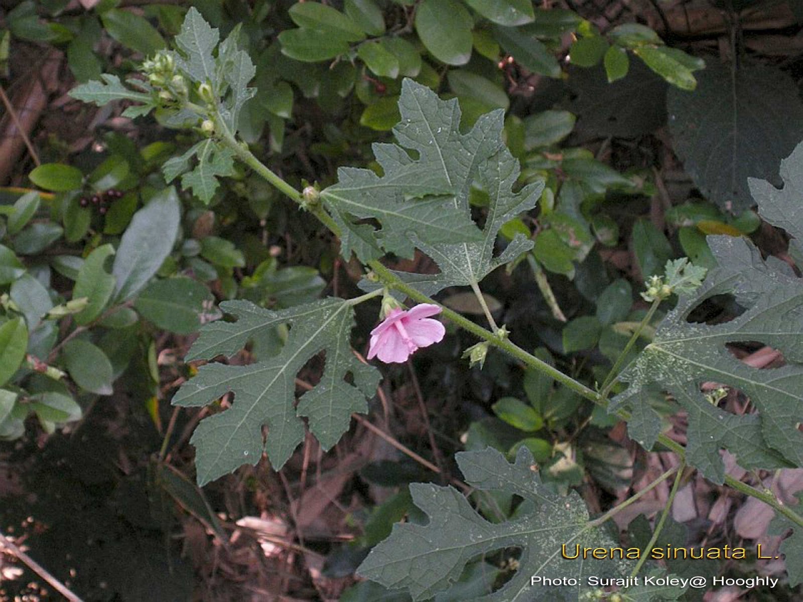 Medicinal Plants: Urena sinuata Aatibala Bachita Peddabenda Uram