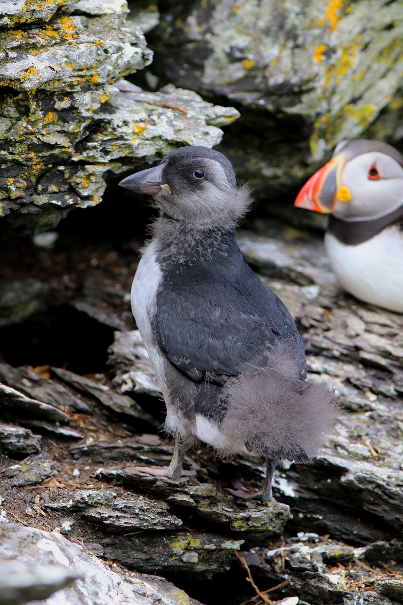 Murfs Wildlife : Puffin Season