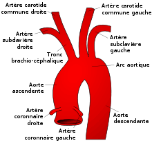 or des sciences: Qu'est-ce que l'artère carotide?