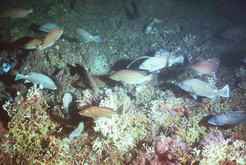 Save the Deep Sea: The Dangers of Deep Sea Bottom Trawling