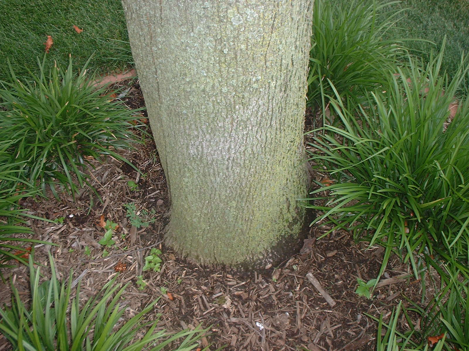 University of Illinois Plant Clinic: Why did my maple die so suddenly?