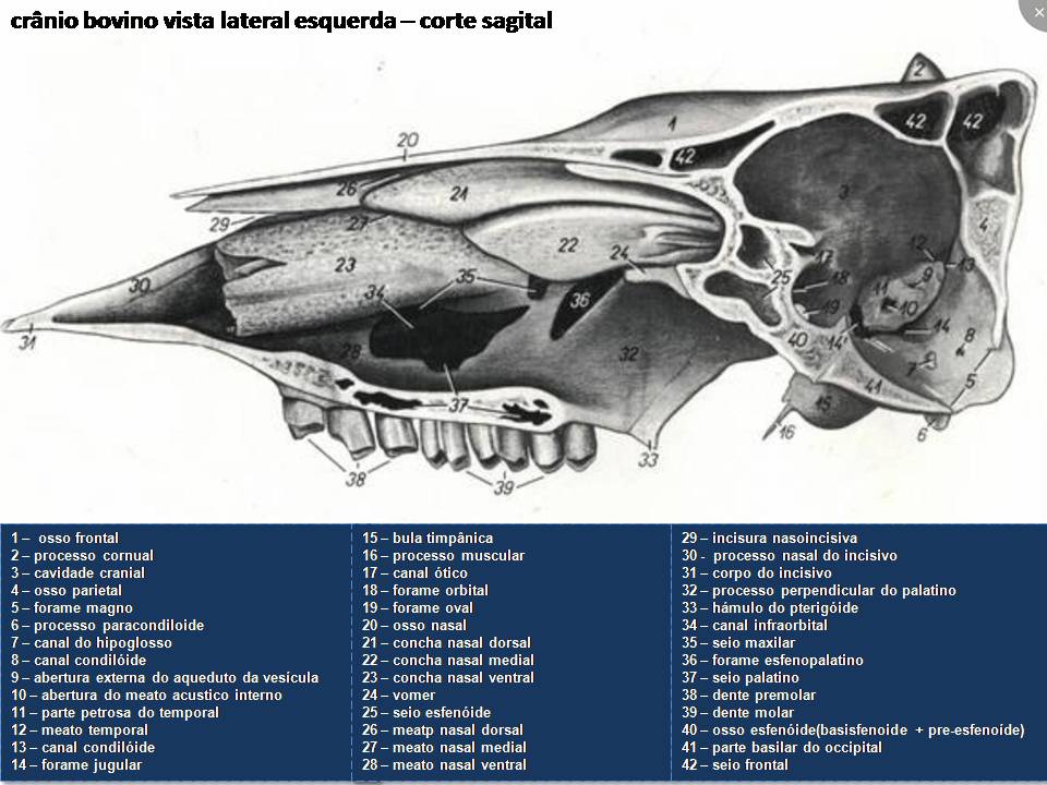ZOOTECNIA UFMS: Anatomia - ossos crânio bovino