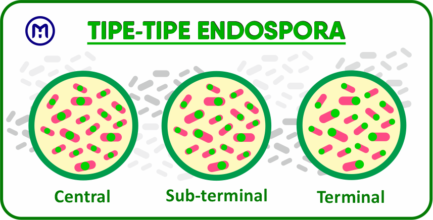 Pewarnaan Endospora - Prinsip dan Prosedur Pewarnaan - MicrobeHolic