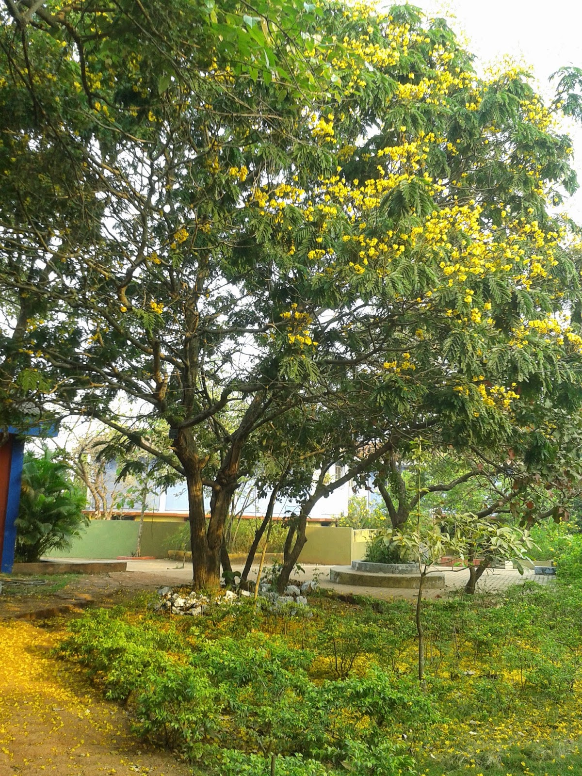 Meanderings and Reflections: Sights of Summer 3: Copper Pods/vaagai