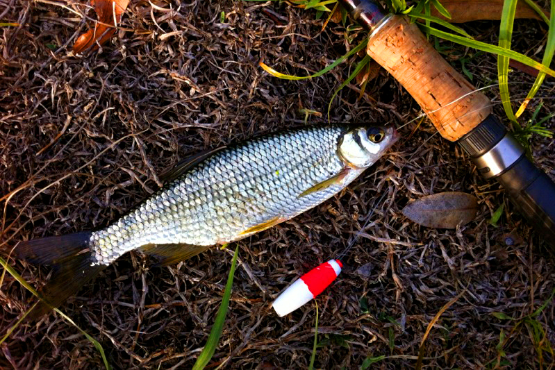 fladuckdays: shiners on the creek