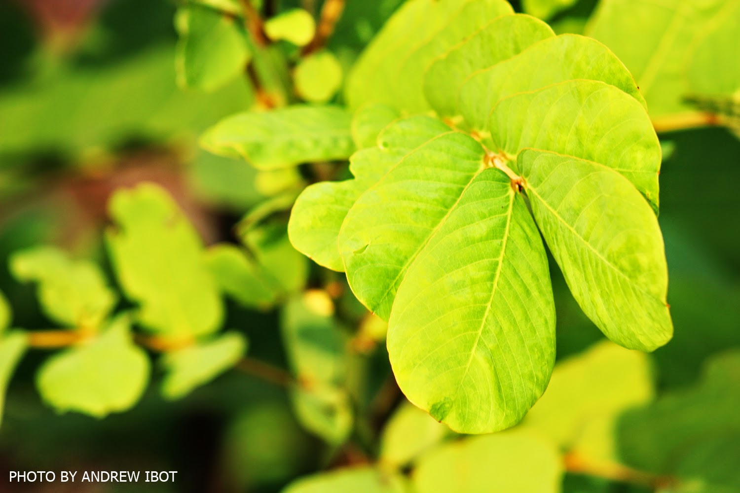 Ako si ANDREW IBOT!: Akapulko
