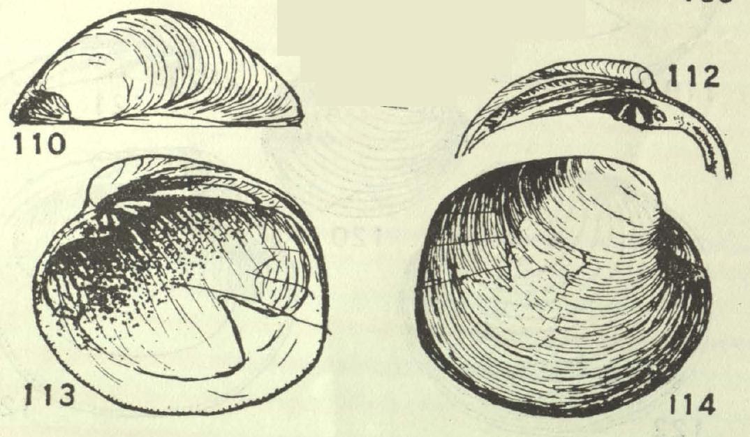 Variety of Life: Marama