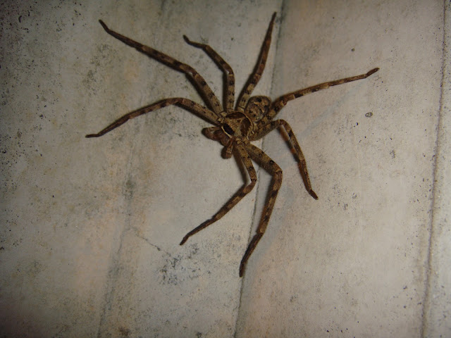 Supersupergirl's creature world: Spider with skull face on da sternam ...