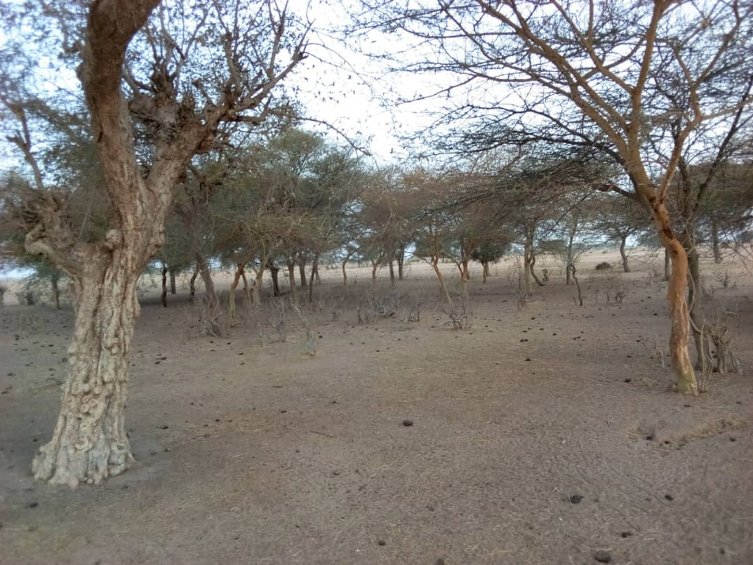 A la découverte du Ferlo au coeur du Sénégal | TRECK DANS LE FERLO
