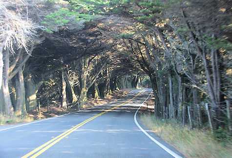 The Presurfer: 10 Famous Tree Tunnels