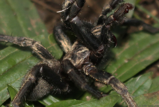 The Natural History of Bodega Head: Along came a spider