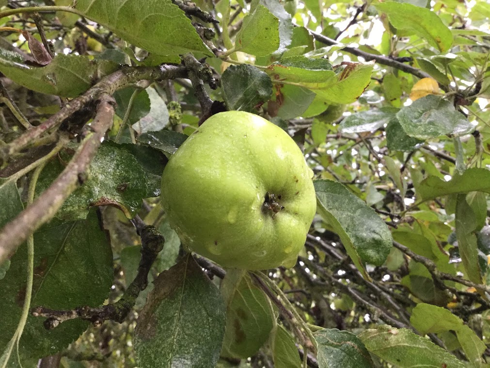 The Orchard Tea Room & Farm Shop: 2018