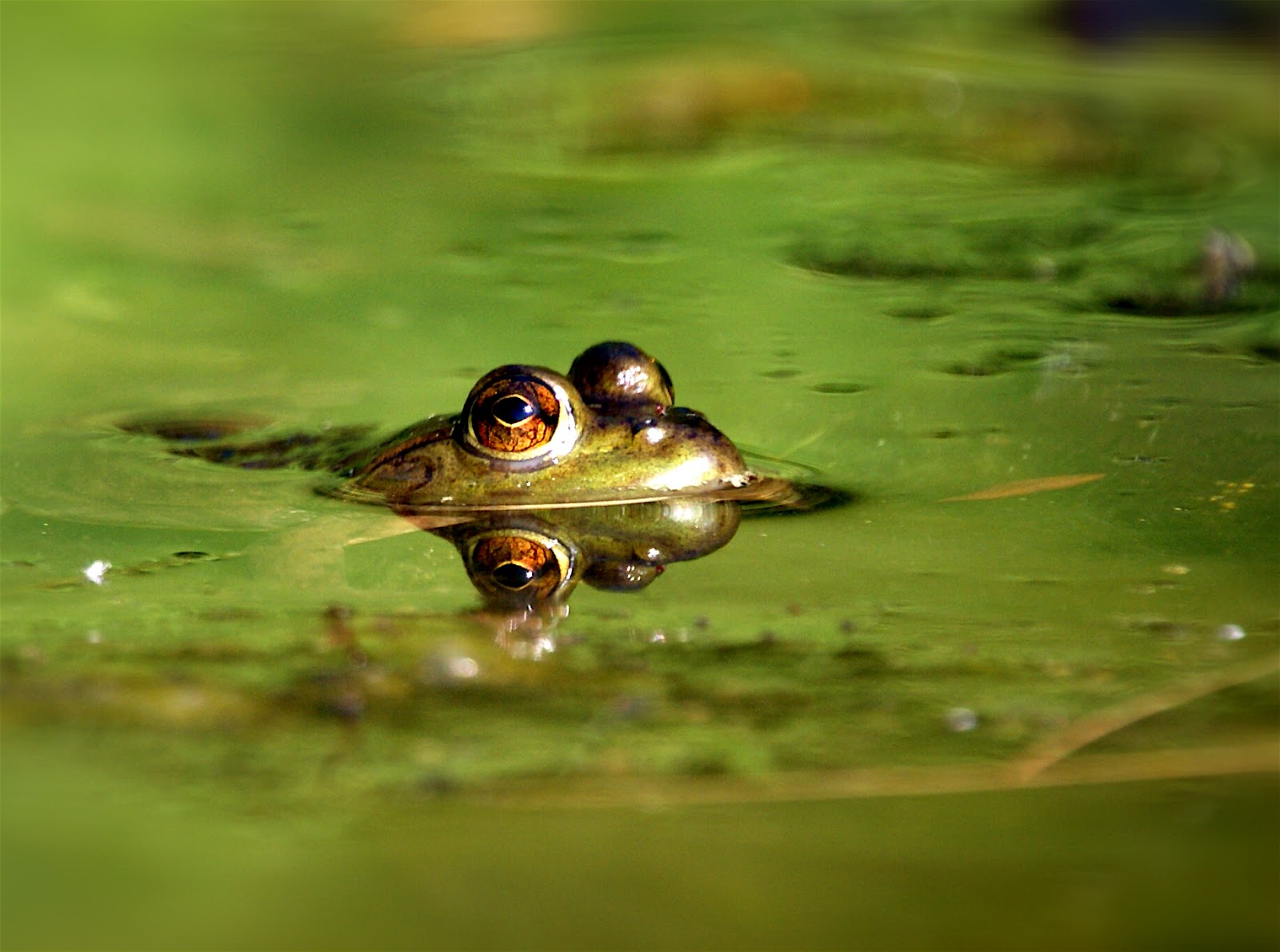 Nature Works Photography: Frogs,a sign of good healthy wetlands.