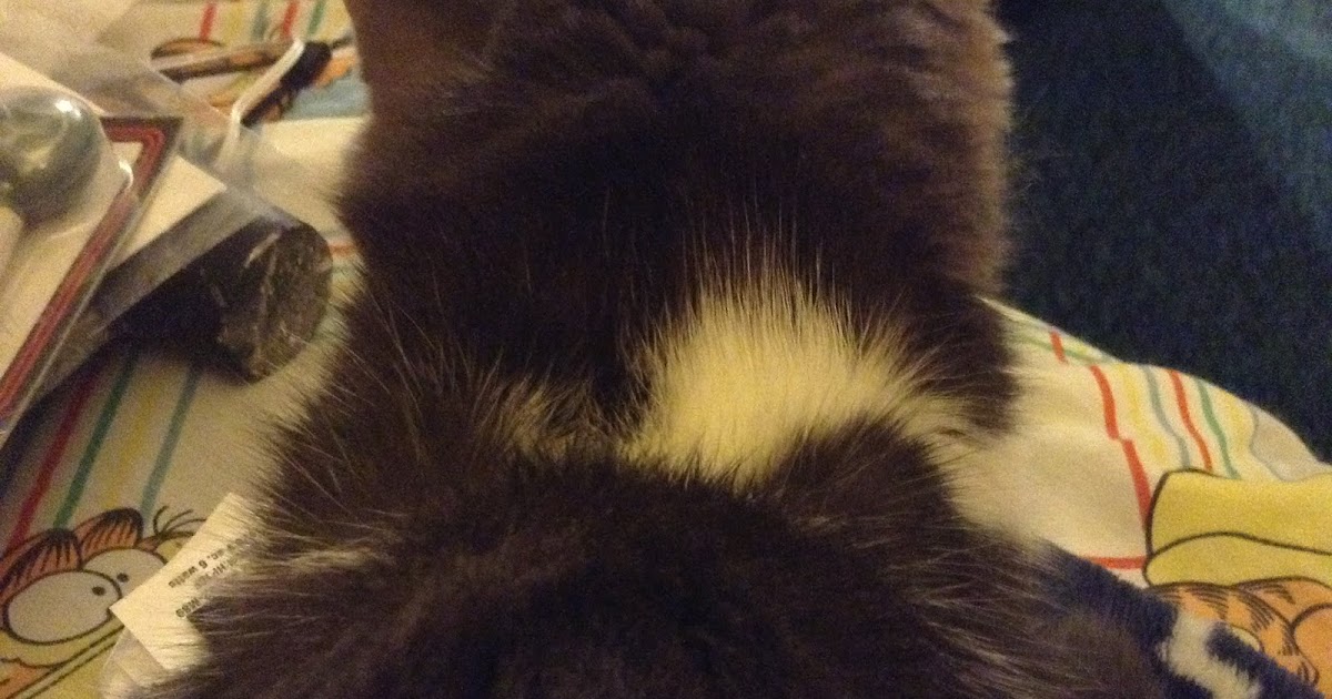 It's all about the cats!: Messy fur Monday