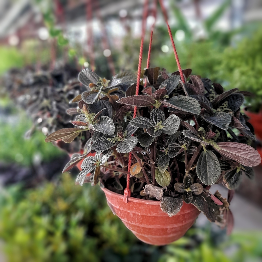 Pilea repens - Black-leaf panamiga care and culture | Travaldo's blog